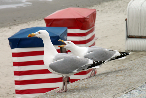 Erster barrierefreier Strandkorb Deutschlands - Mortimer