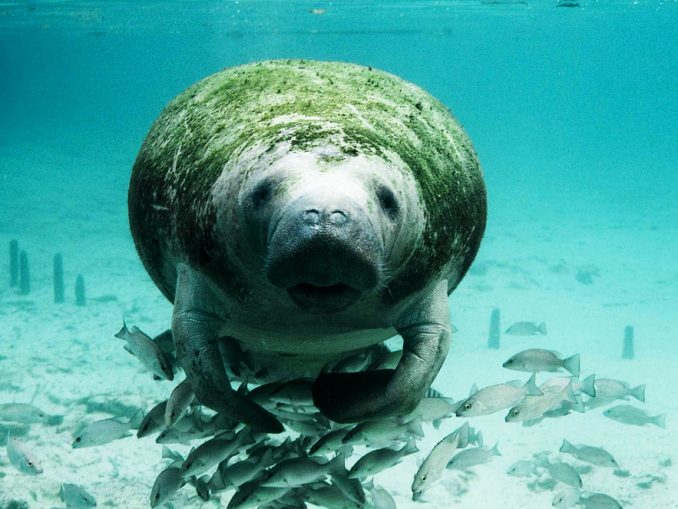 Weihnachten mal anders: Olive, nadelfrei - Mortimer