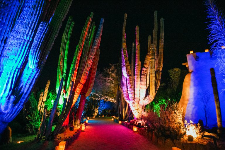 Weihnachten mal anders: Olive, nadelfrei - Mortimer