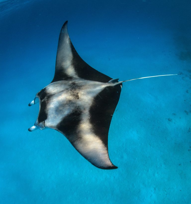 Die Welt der Mantarochen entdecken - Mortimer