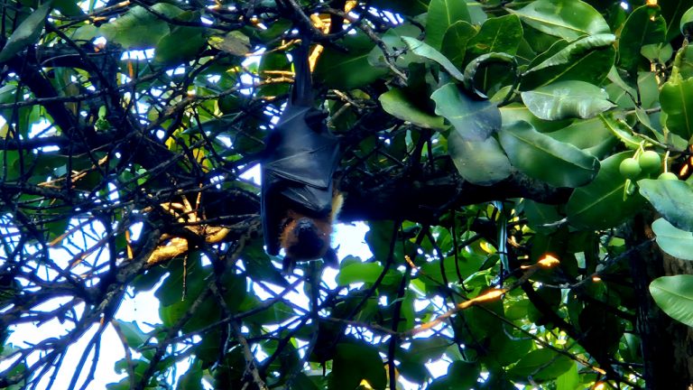 Malediven, Inselparadies mit Tiefgang | Mortimer Reisemagazin